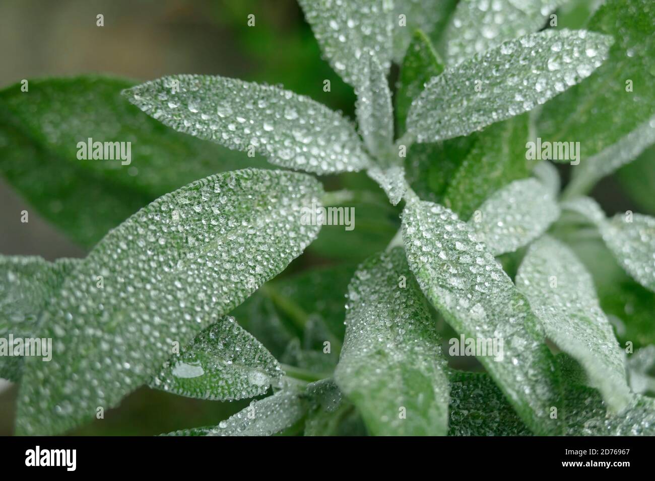 Sage herb cover hi-res stock photography and images - Alamy