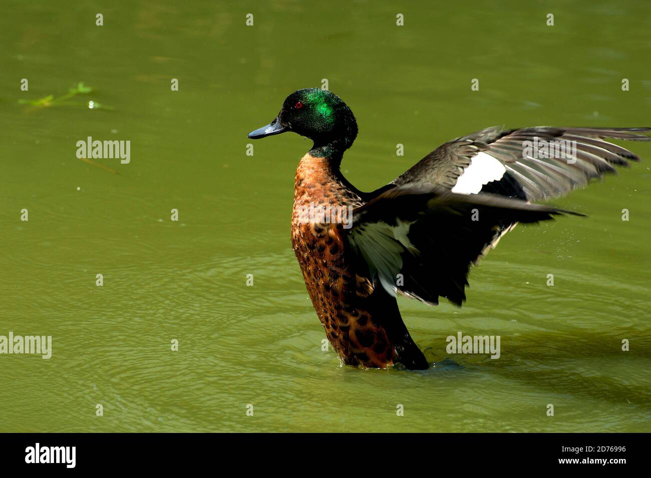 Australian native water bird hi-res stock photography and images - Alamy