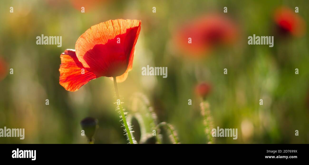 Red poppy rememberance hi-res stock photography and images - Alamy