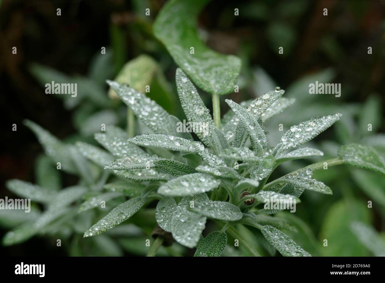 Sage herb cover hi-res stock photography and images - Alamy
