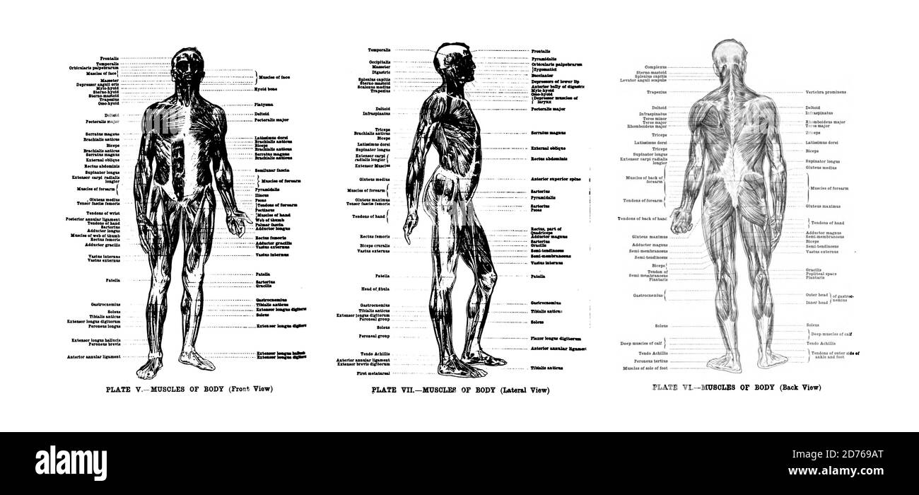 3 Views of the human muscles, full frontal , lateral and rear, from out ...