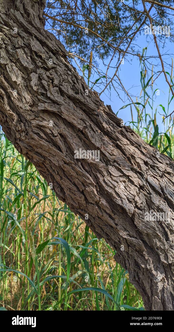 Khejri trees hi-res stock photography and images - Alamy