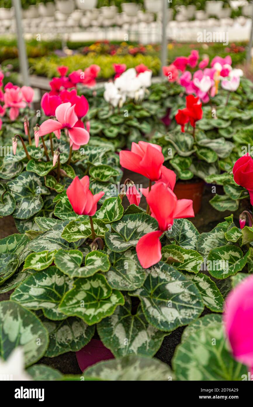 Pink cyclamen, cyclamen persicum, blooming in a very large plant ...