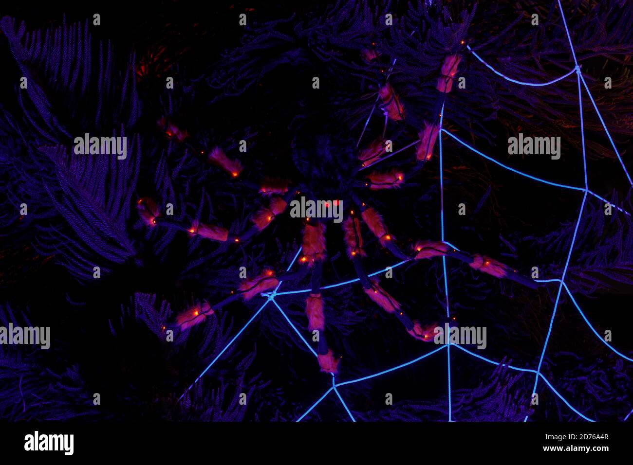 Huge Spider Hanging on Cob Web for Halloween Stock Photo - Alamy