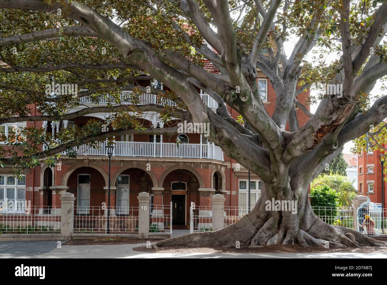 Kirkman House and its famous Moreton Bay Fig tree Stock Photo - Alamy