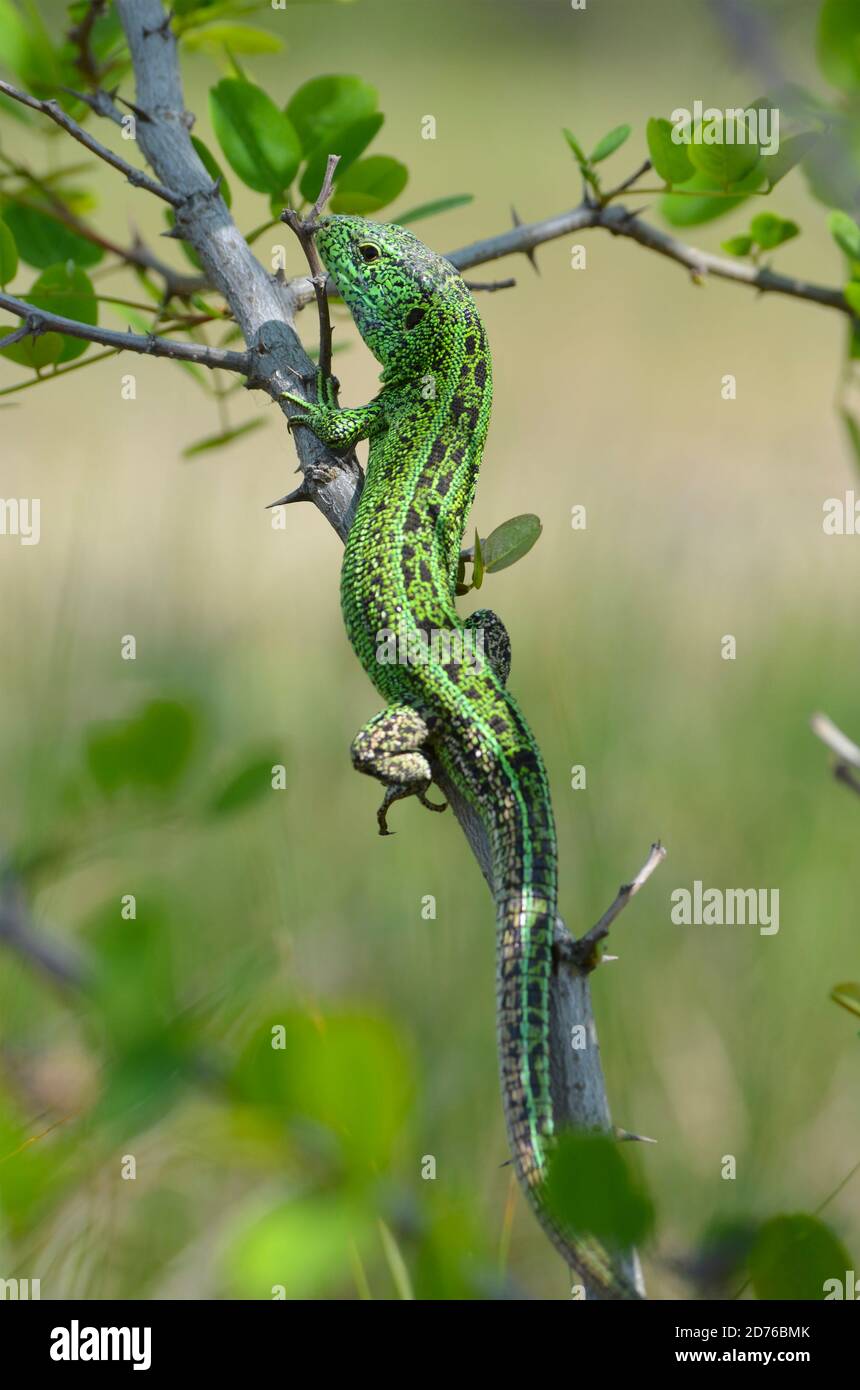 Primitive amphibian hi-res stock photography and images - Alamy