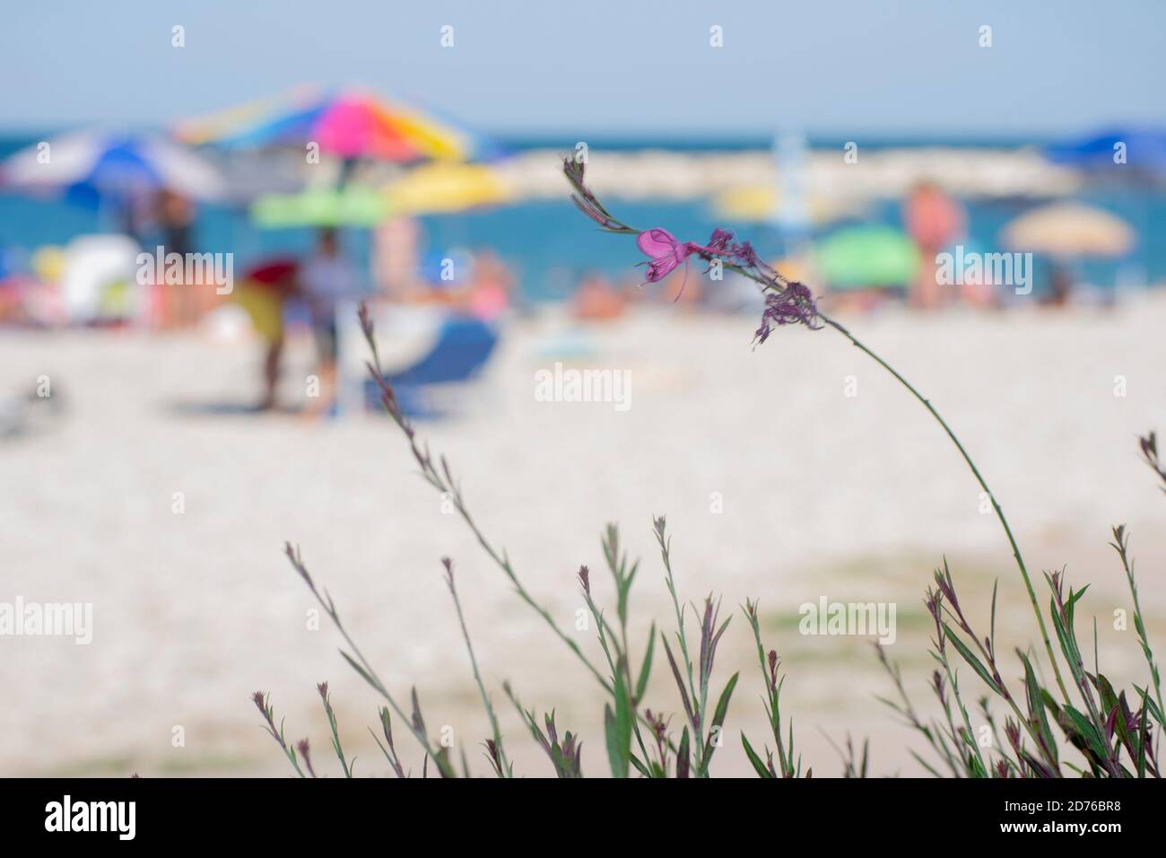 purple flowers against the adriatic beach background Stock Photo - Alamy