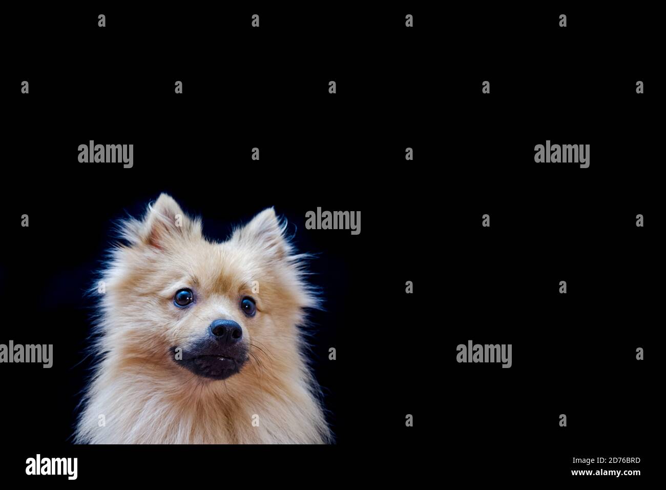 Dog headshots hi-res stock photography and images - Alamy