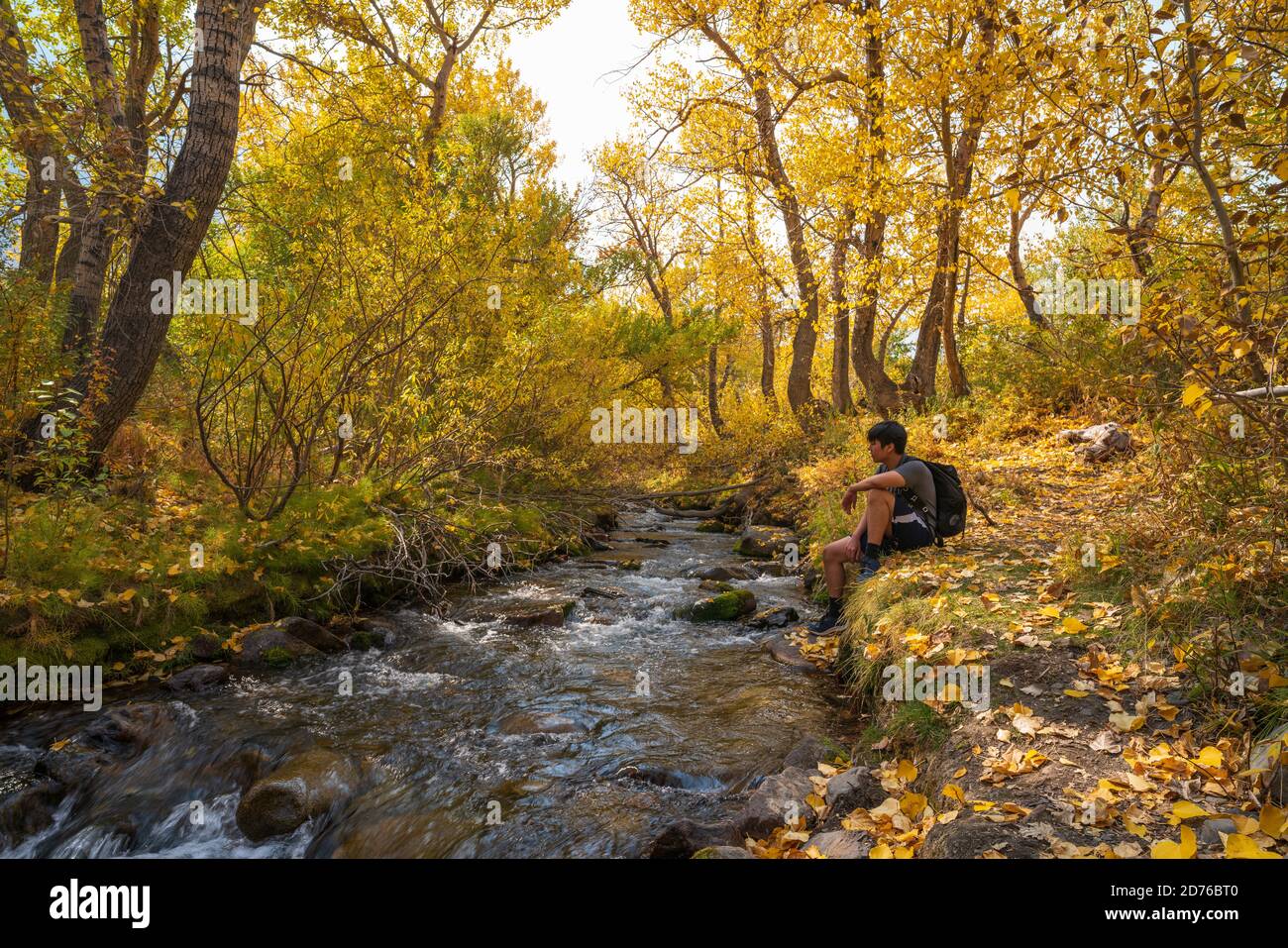 Fall Color Mono County California Stock Photo - Alamy