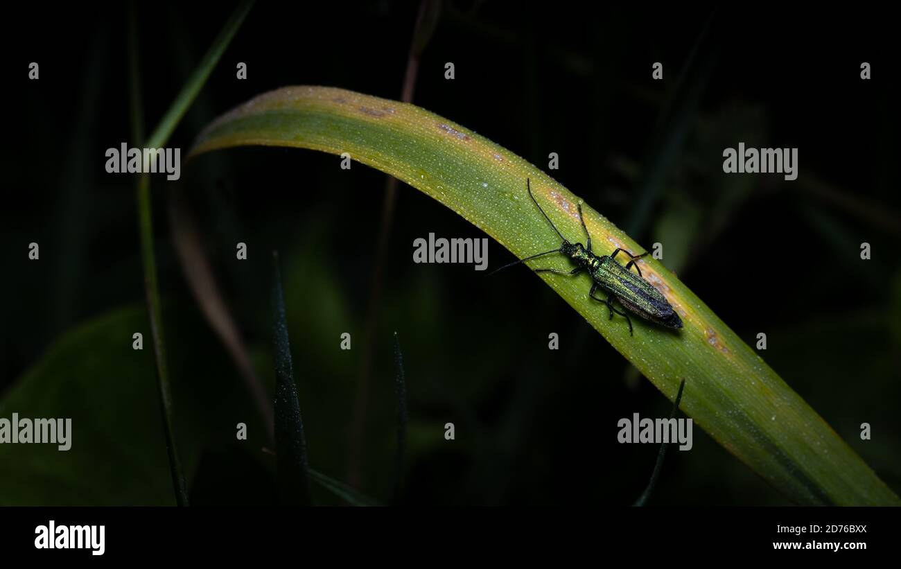 bug on a leaf Stock Photo - Alamy