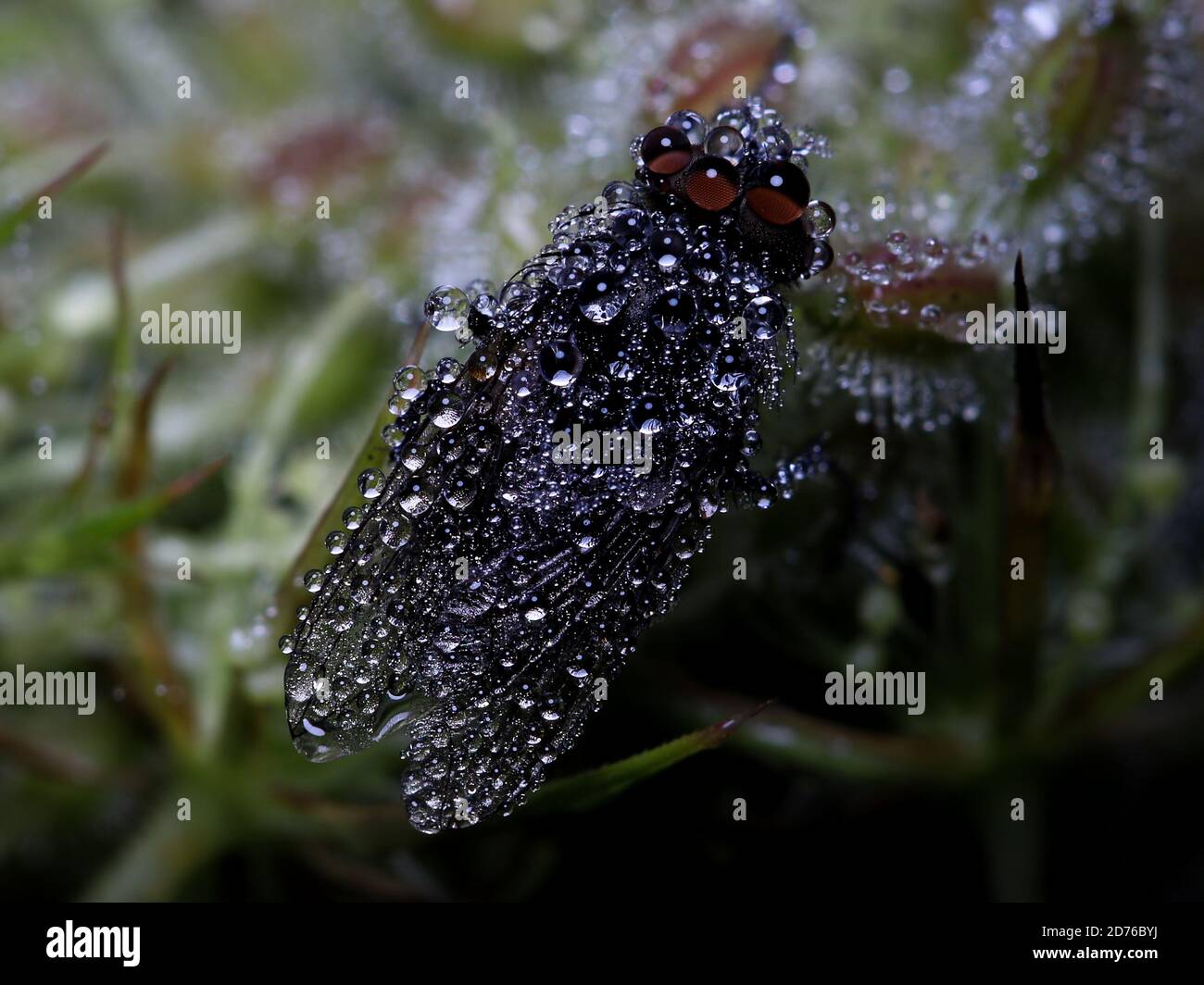A fly full of dew Stock Photo - Alamy