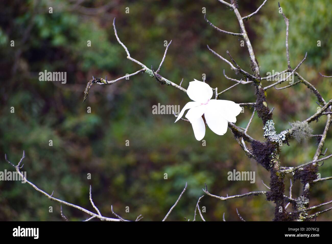 Dry tree branch on white hi-res stock photography and images - Alamy