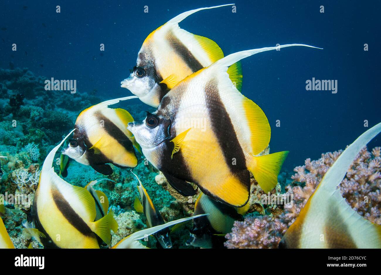 Banner fish hi-res stock photography and images - Alamy