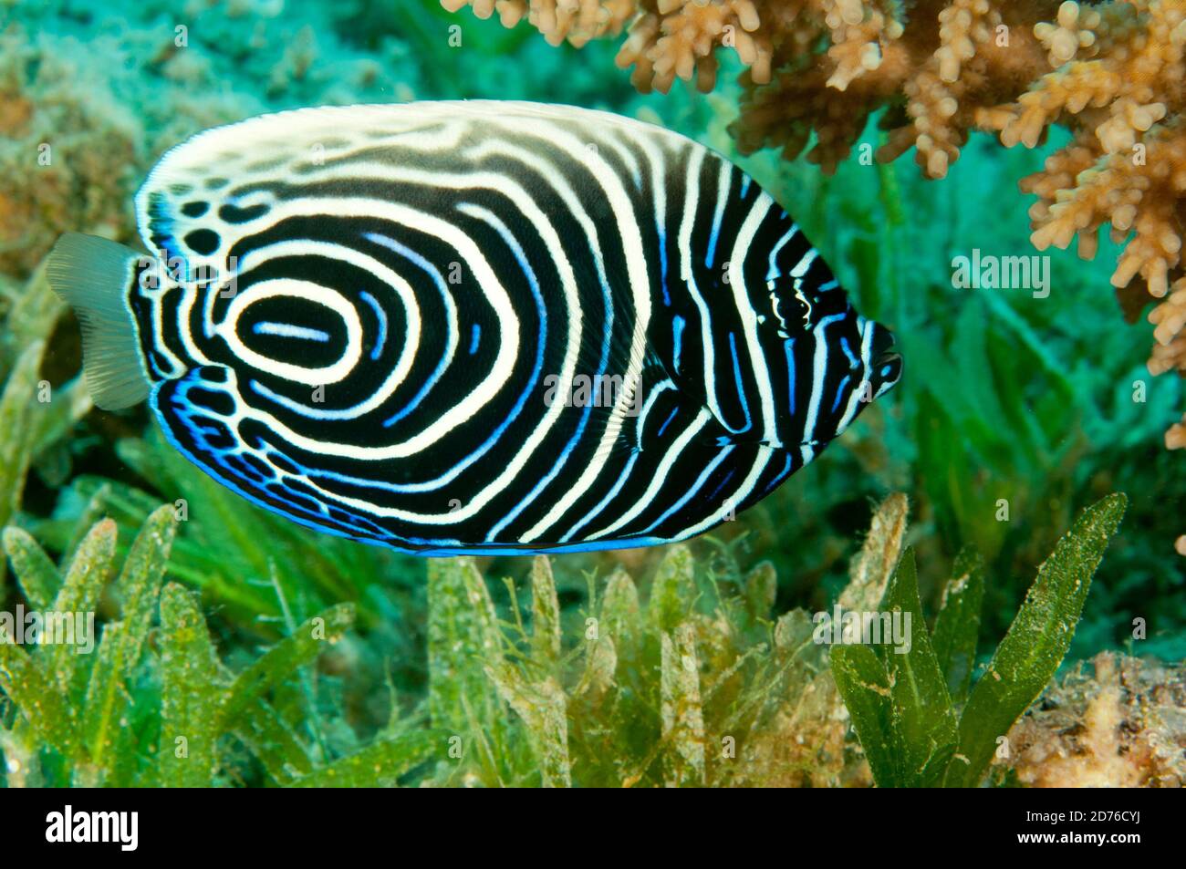 Juvenile Emperor Angel fish swimming in the oceanwith anthia fish ...