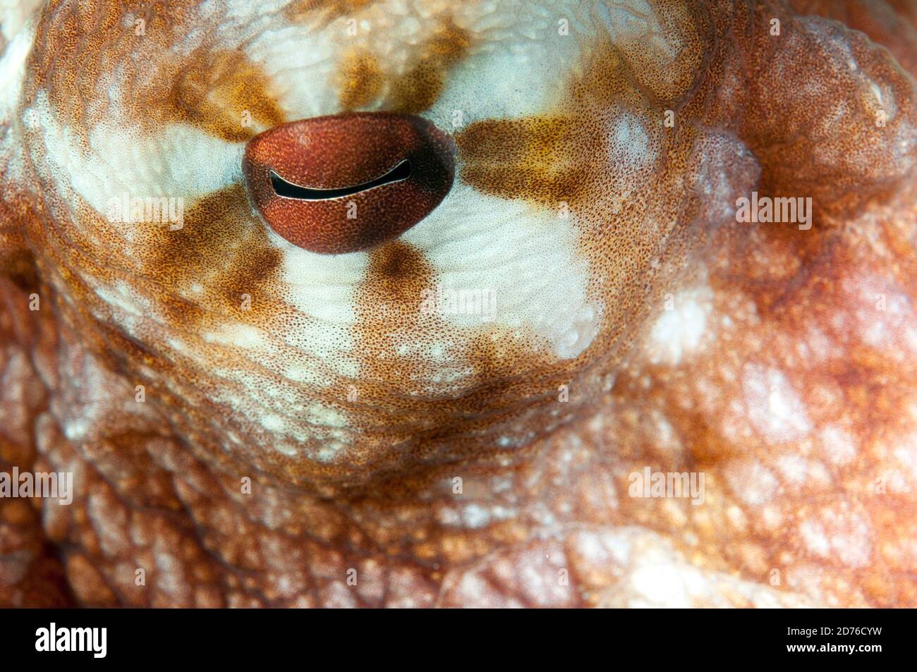 Octopus eye hi-res stock photography and images - Alamy
