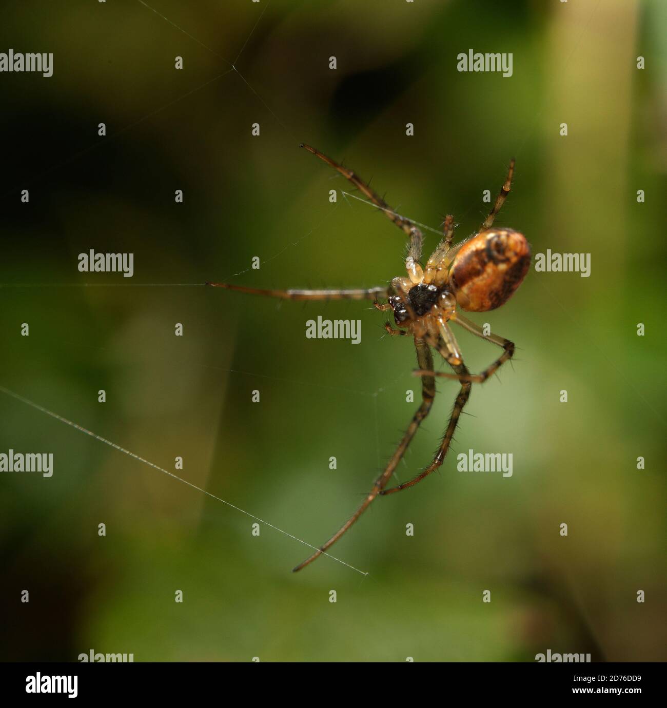 Orb Web Spider Stock Photo - Alamy