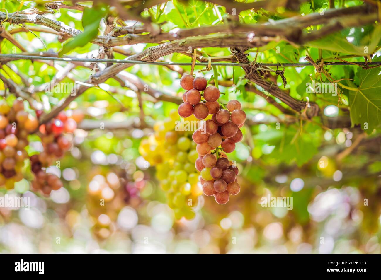 purple red grapes with green leaves on the vine. fresh fruits Stock ...