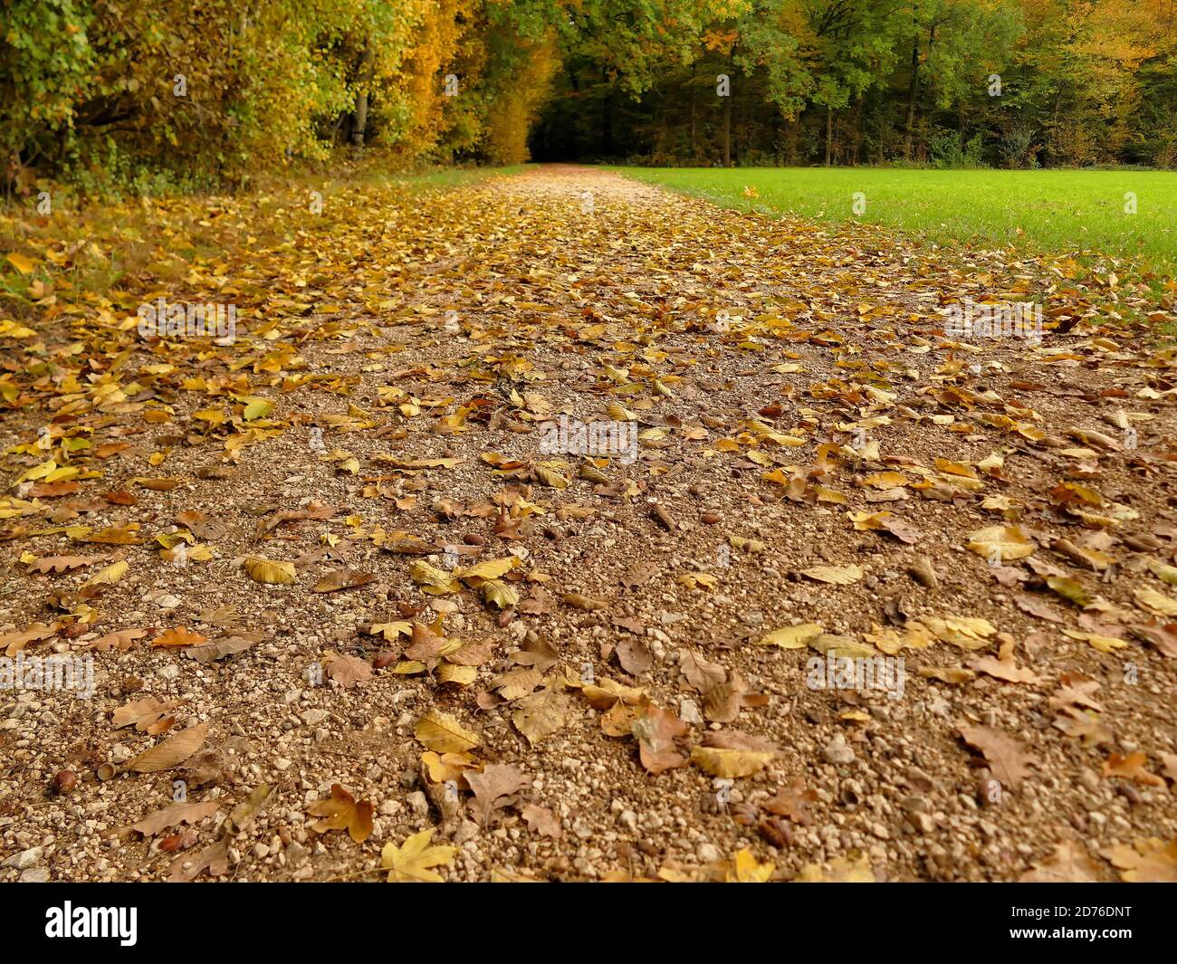 autumnal painted leaves on a track Stock Photo - Alamy