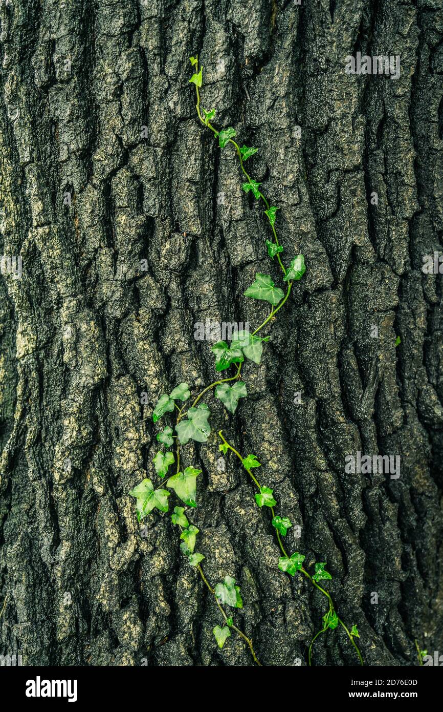 Closeup of an ivy tree bark texture with climbing leaves Stock Photo ...