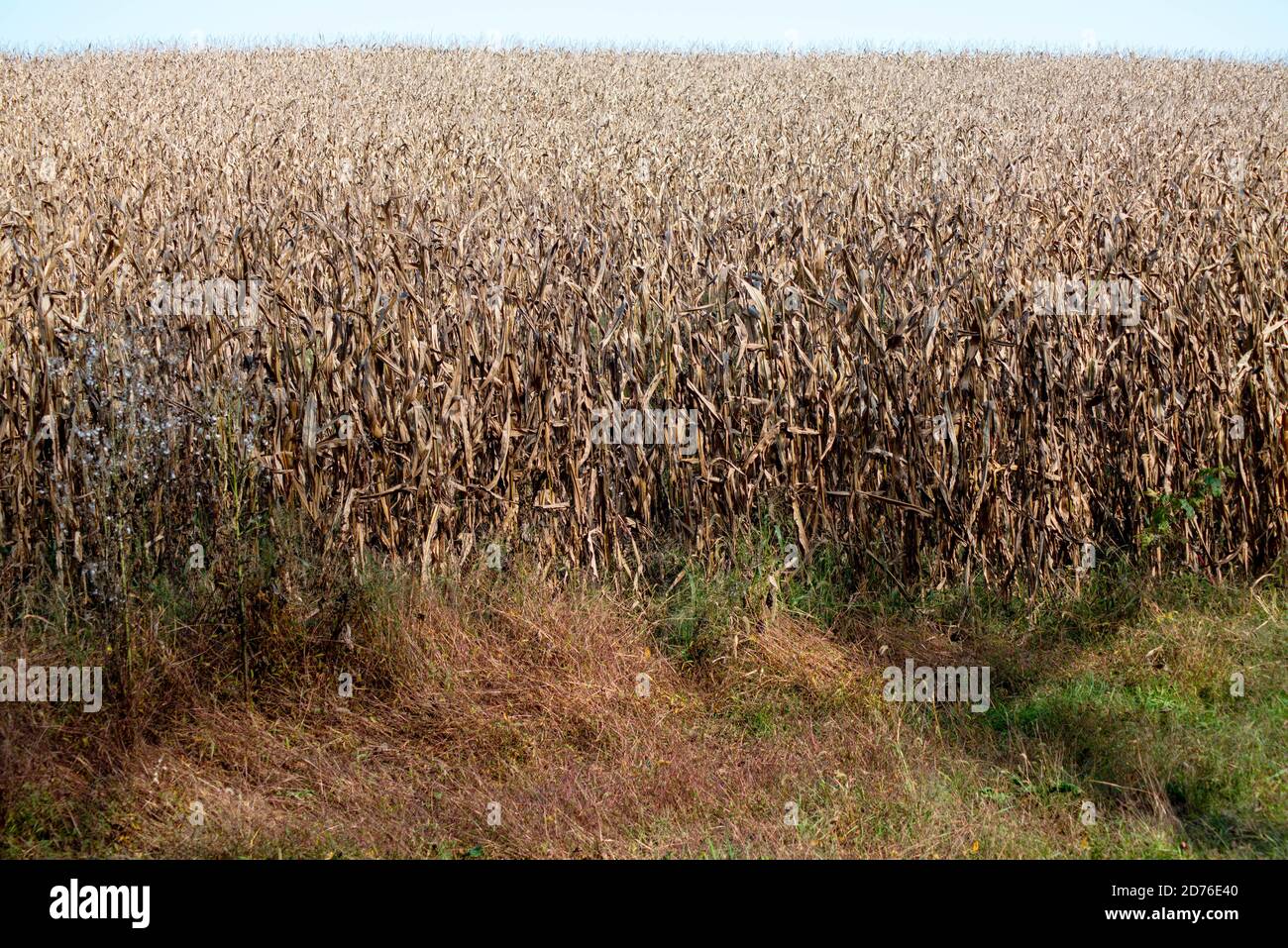 Brown fields of tall corn stalks ready for harvest Stock Photo - Alamy