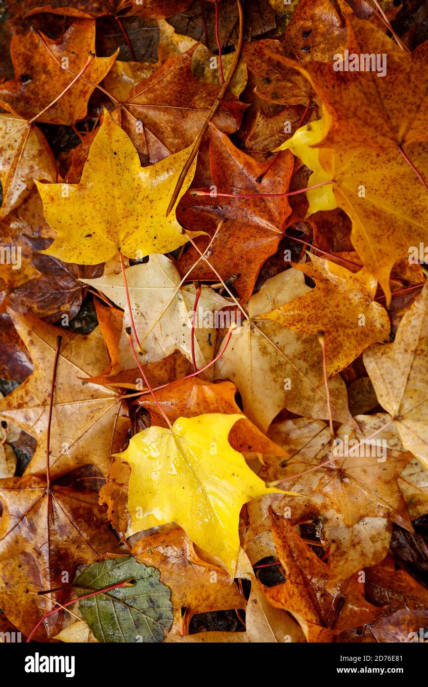 Autumn colours England UK Stock Photo - Alamy