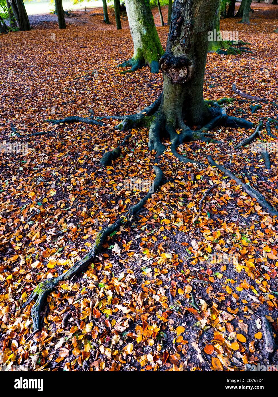 Red Leaves and Tree Roots, Autumn Woodland, Landscape, Clayfield Copse ...