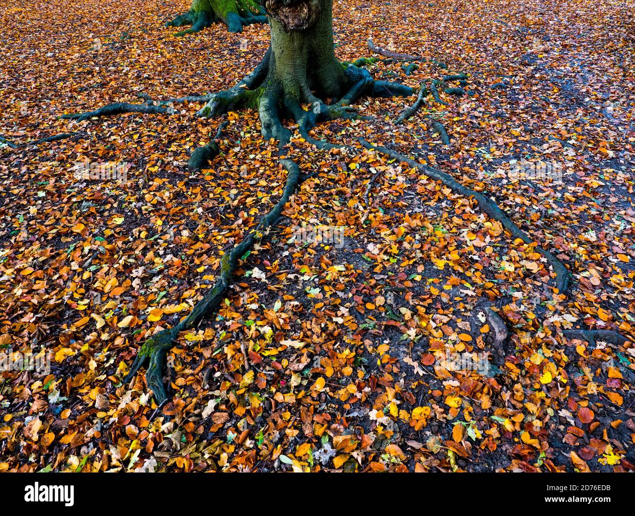Tree roots and leaves hi-res stock photography and images - Alamy