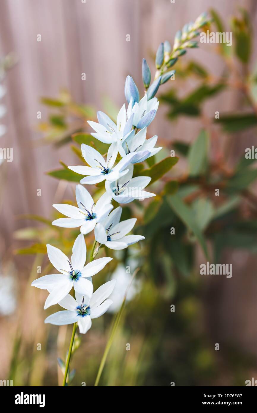 African corn lillies hi-res stock photography and images - Alamy