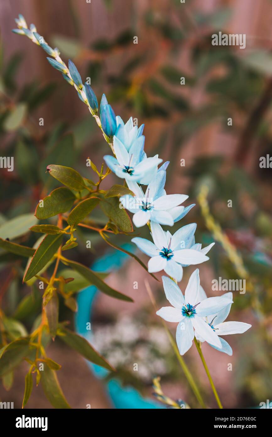 close-up of Ixia African corn lillies plant with blue flowers outdoor ...