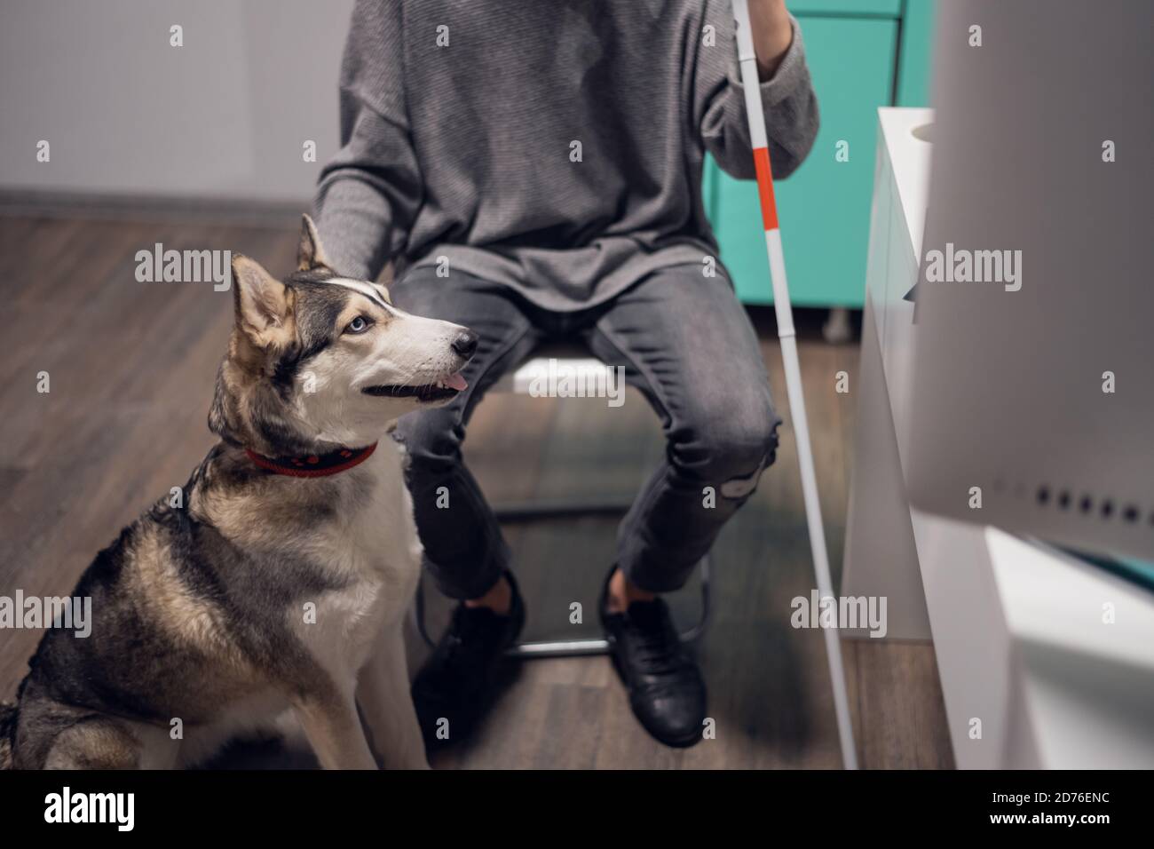 Blind guide dog office hi-res stock photography and images - Alamy