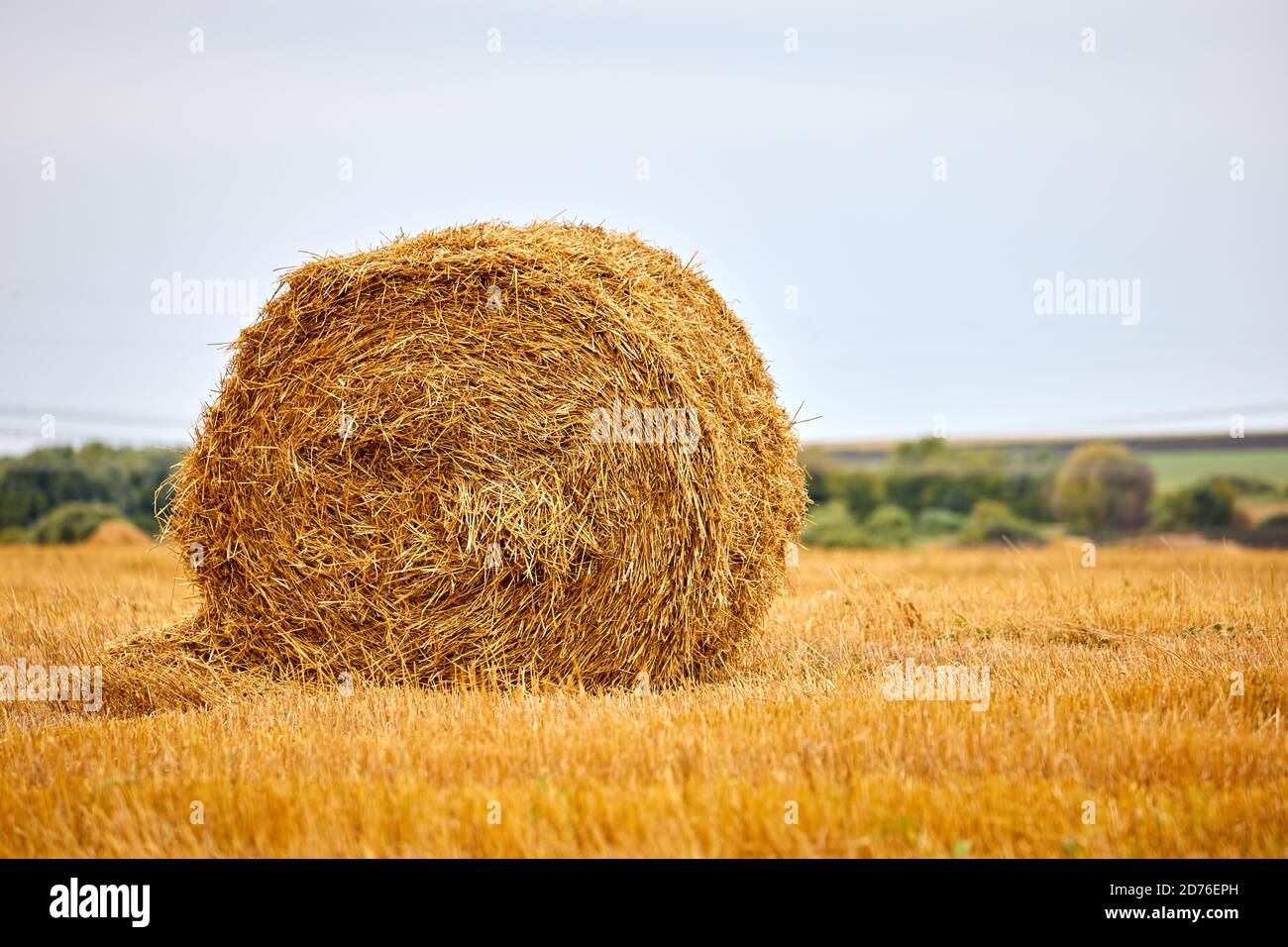 Bright yellow dry Rolls of haystacks on the summer field. Rural ...