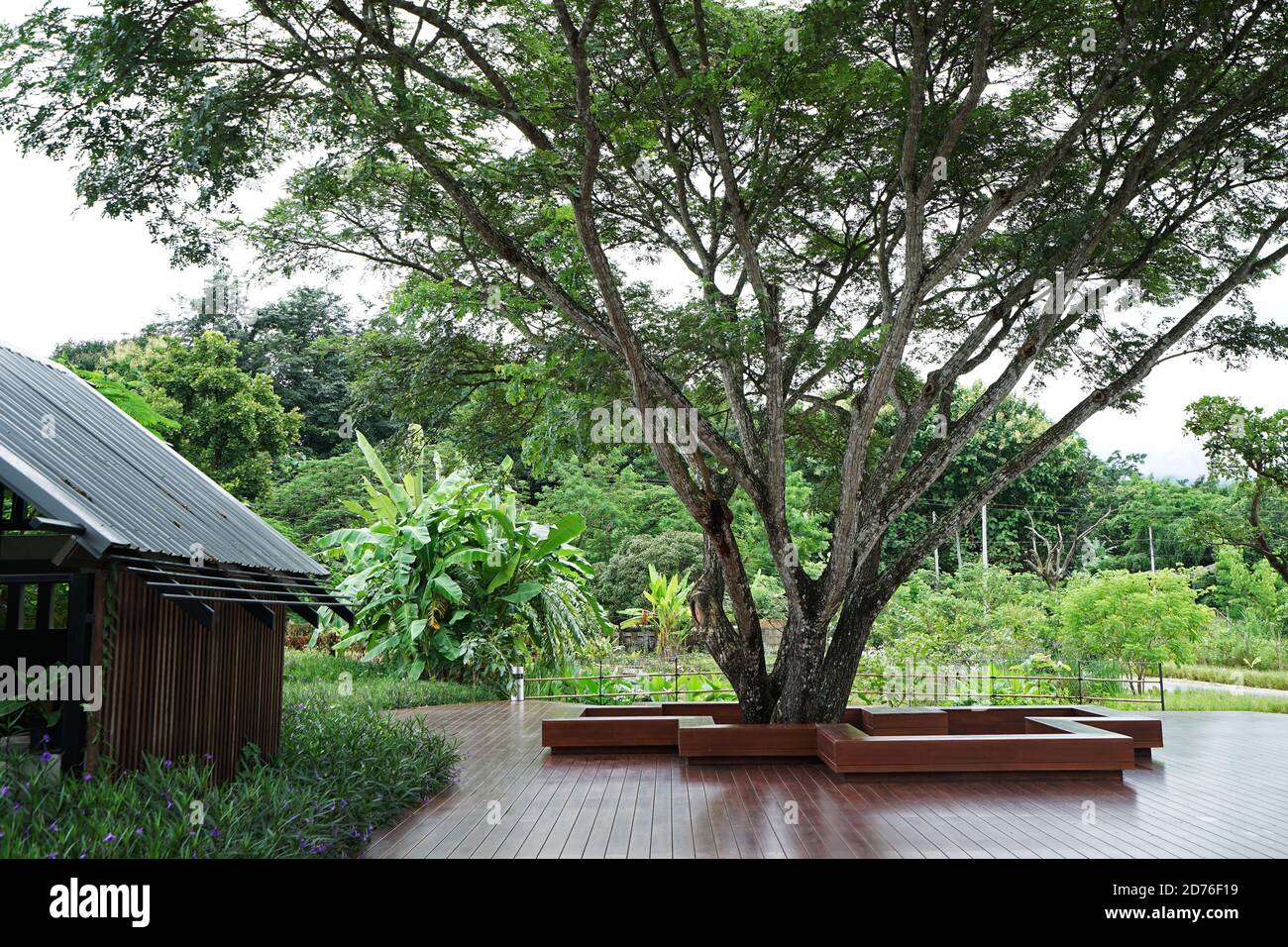 Wooden building among green nature and big tree Stock Photo - Alamy