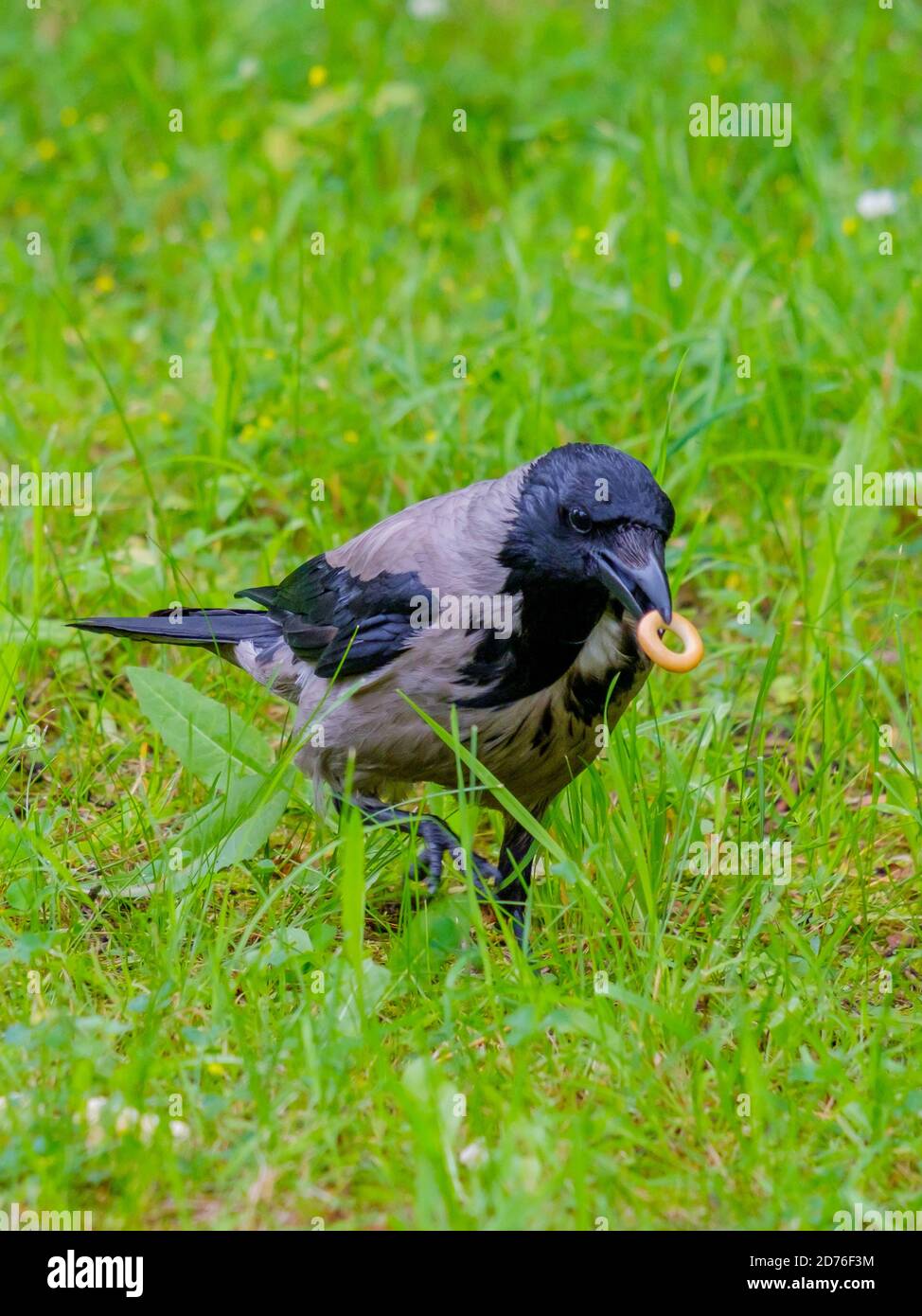 Selective focus on a gray raven holding corn sticks in its beak. Golden ...