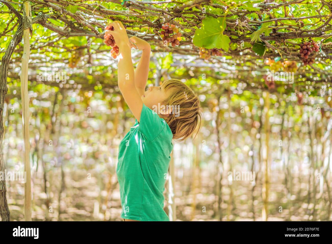 Child taking grapes from vine in autumn. Little boy in vineyard. Fight ...