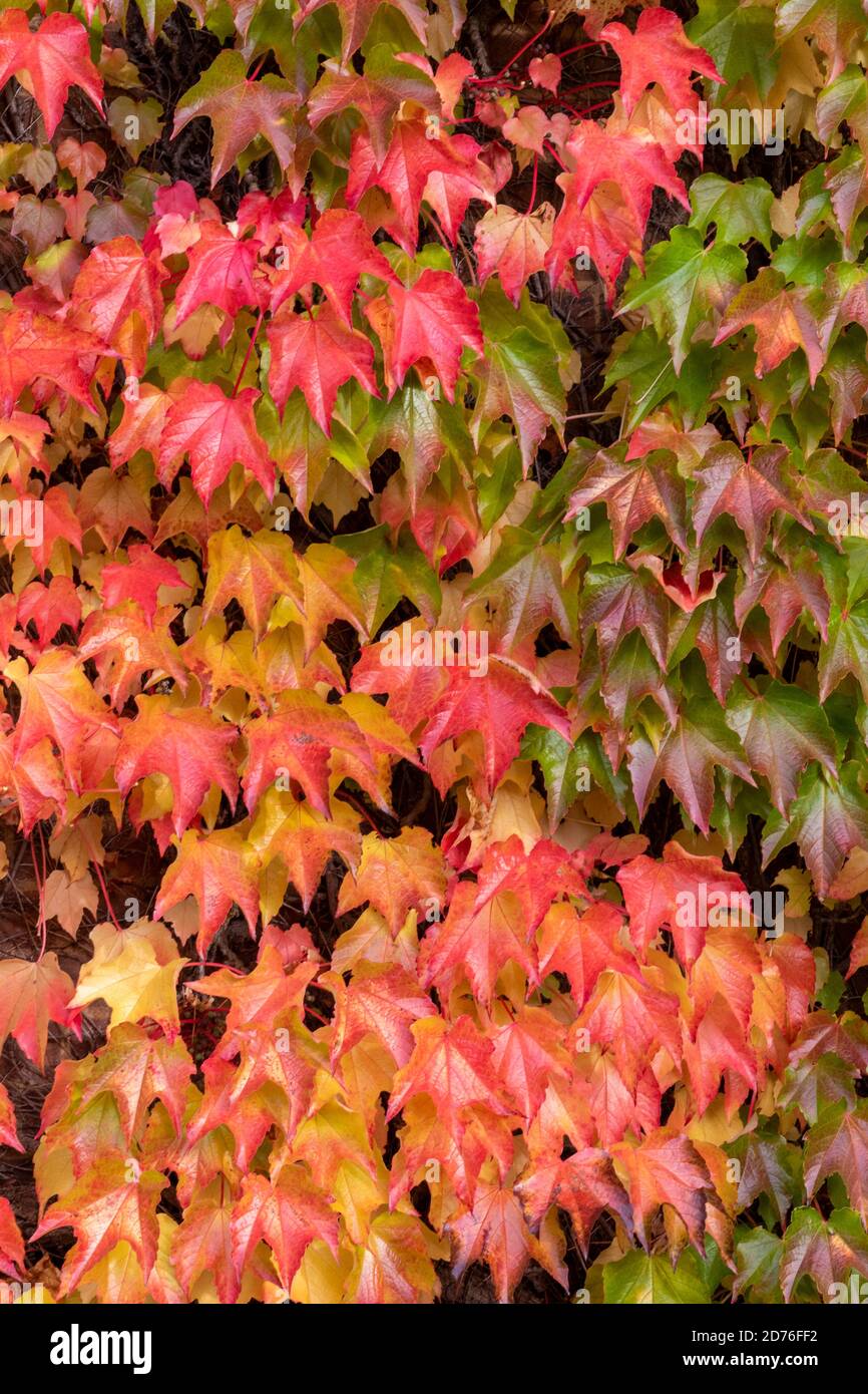 Virginia creeper changing red hi-res stock photography and images - Alamy