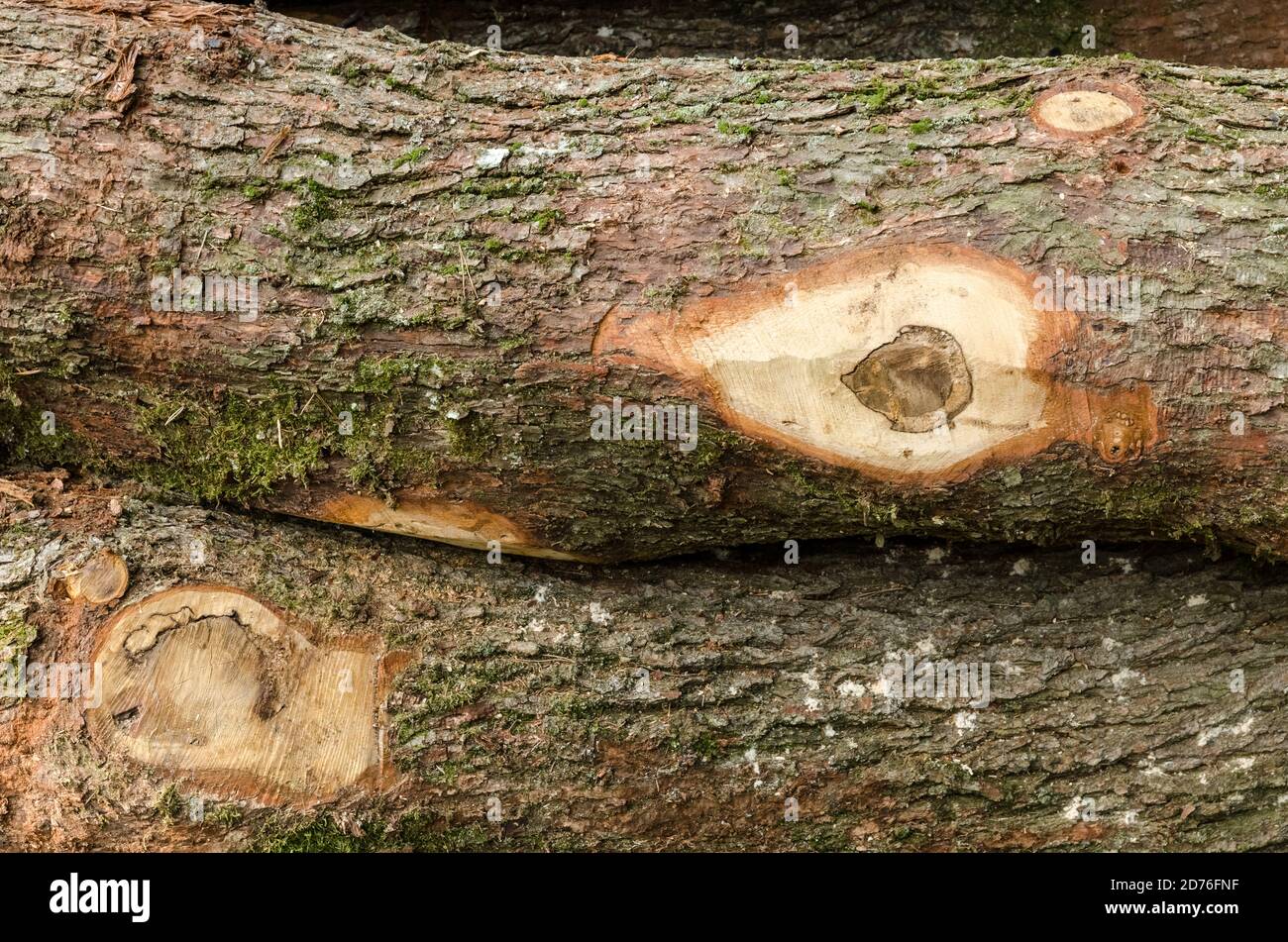 Felled trees in the forest, fire wood material, lumber industry ...