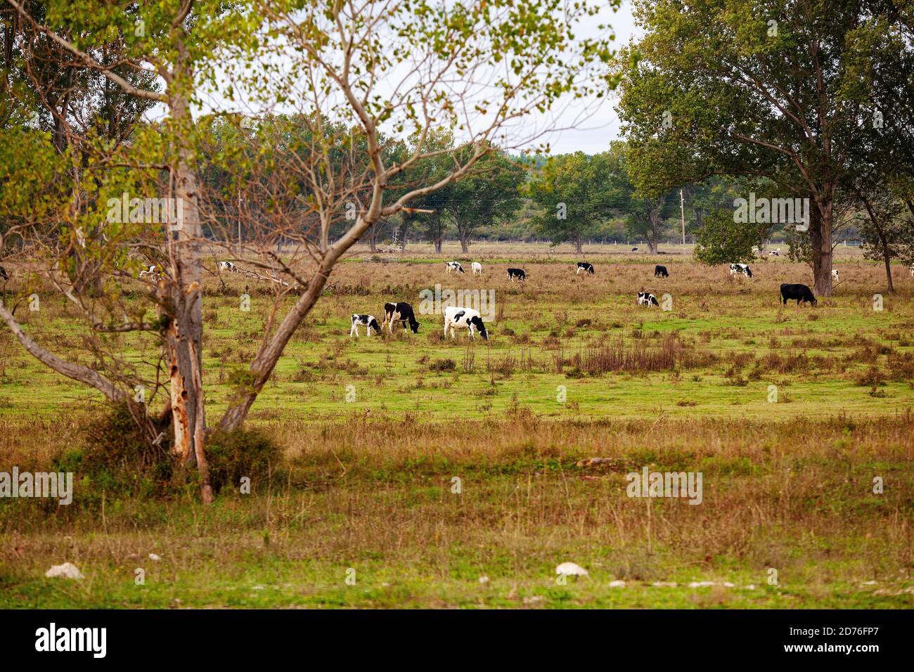 Grazing farm landscapes hi-res stock photography and images - Alamy