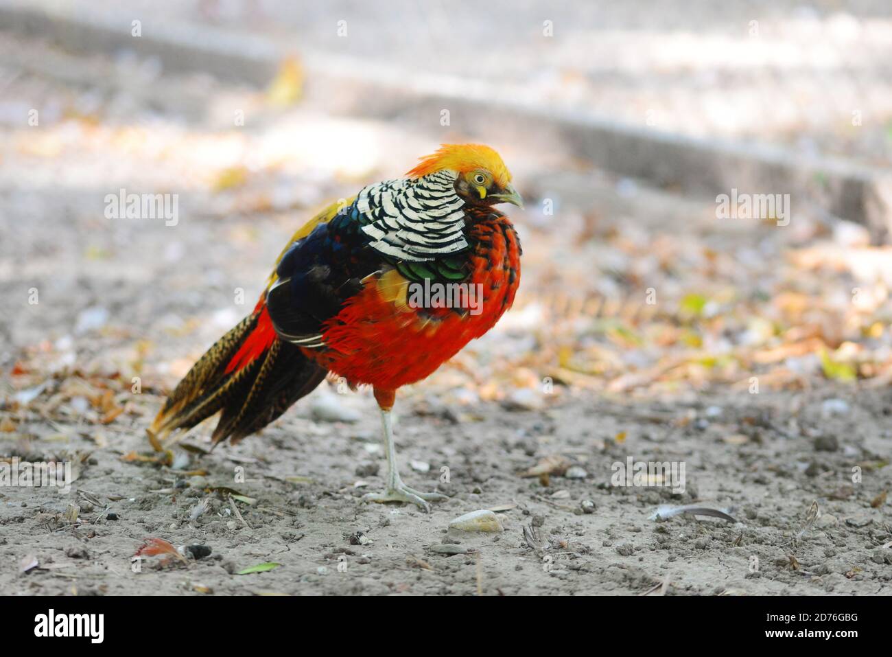 Rainbow pheasant hi-res stock photography and images - Alamy