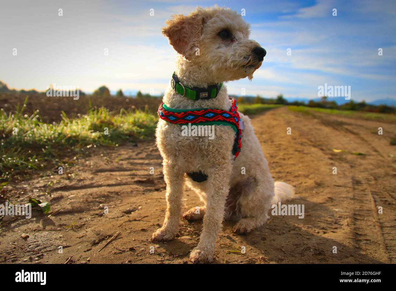 Sweet poodle on a morning walk in the sun Stock Photo - Alamy