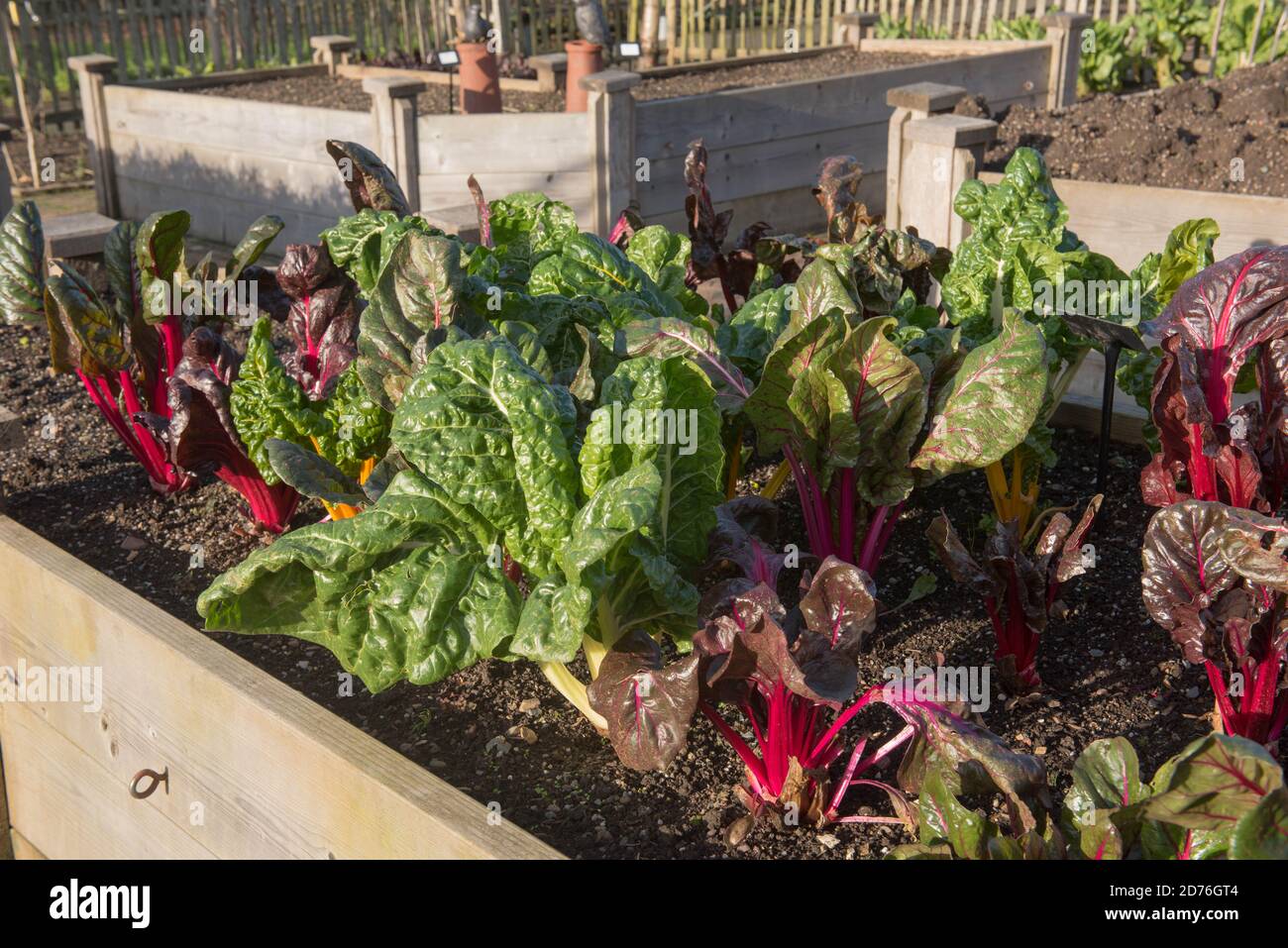 Bright Stems of Home Grown Organic Swiss Chard 'Five Colour Silverbeet ...