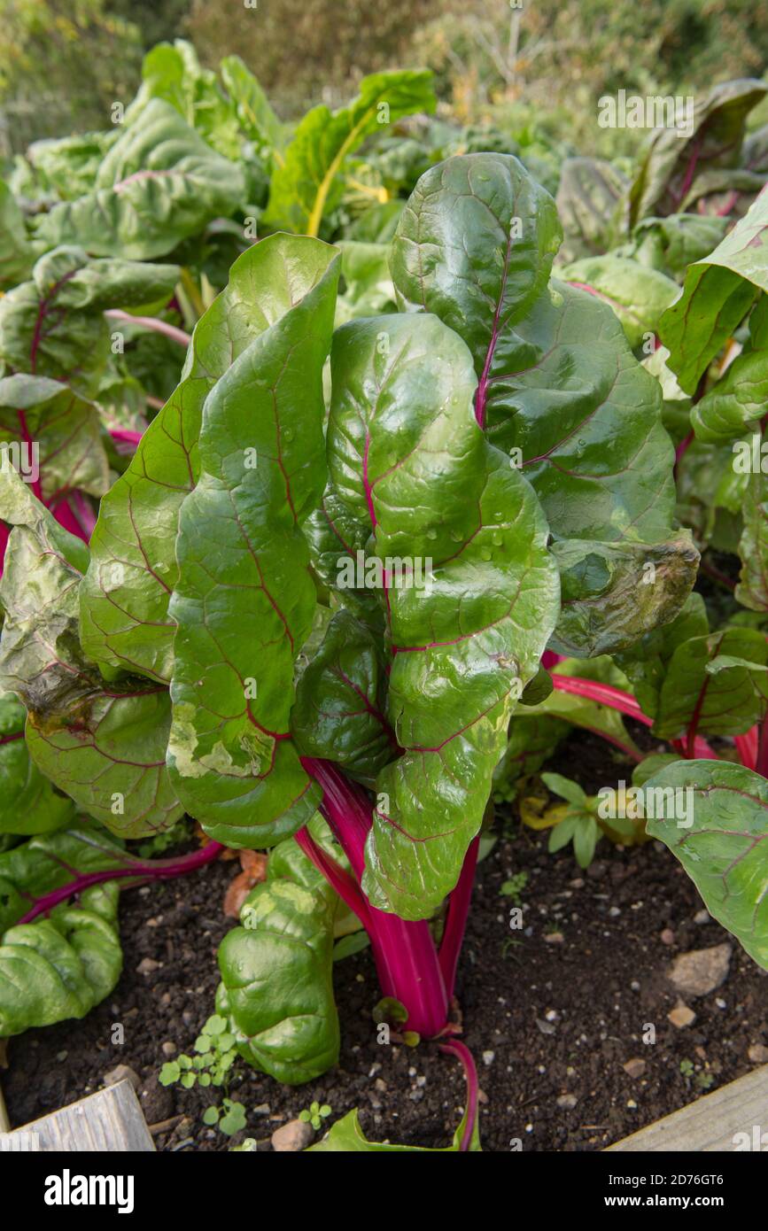 Bright Coloured Stems of Home Grown Organic Swiss Chard 'Pink Passion ...