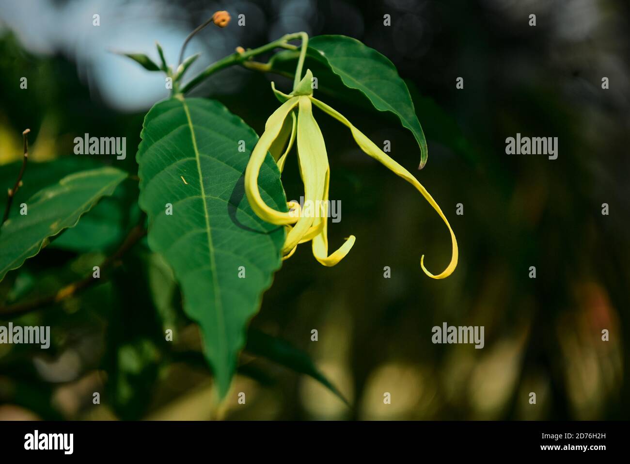 Cananga Odorata High Resolution Stock Photography and Images - Alamy