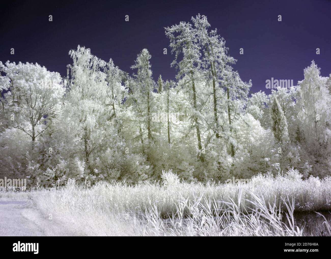 sunny summer landscape, infrared photo snowy tree amazing nature lake ...