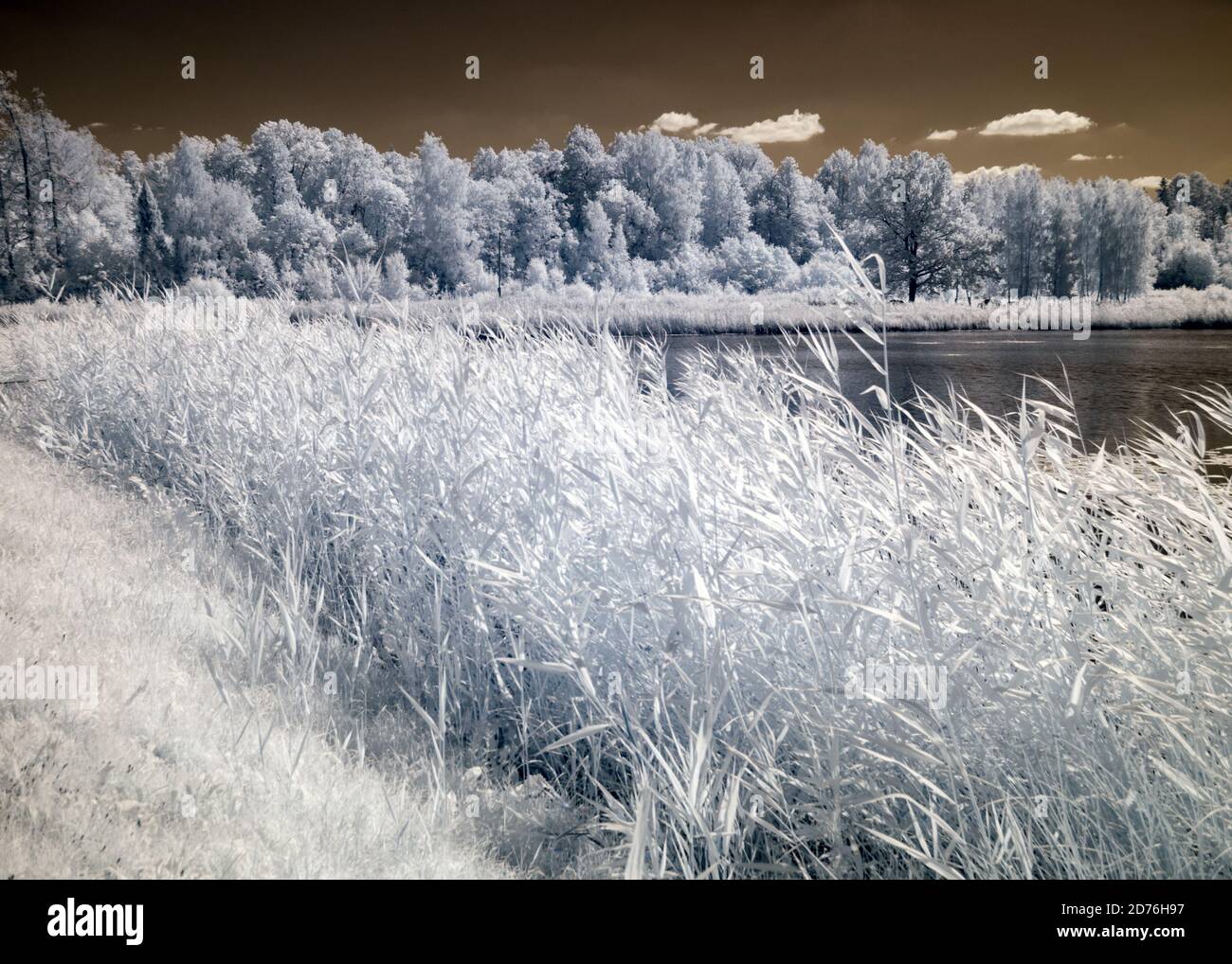 sunny summer landscape, infrared photo snowy tree amazing nature lake ...