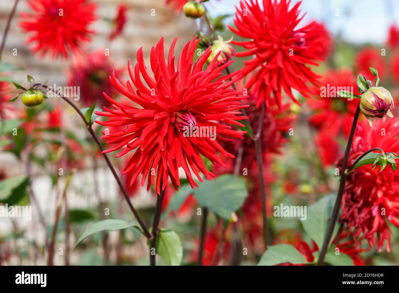 Red Dahlia. Red flowers grow in the garden Stock Photo - Alamy