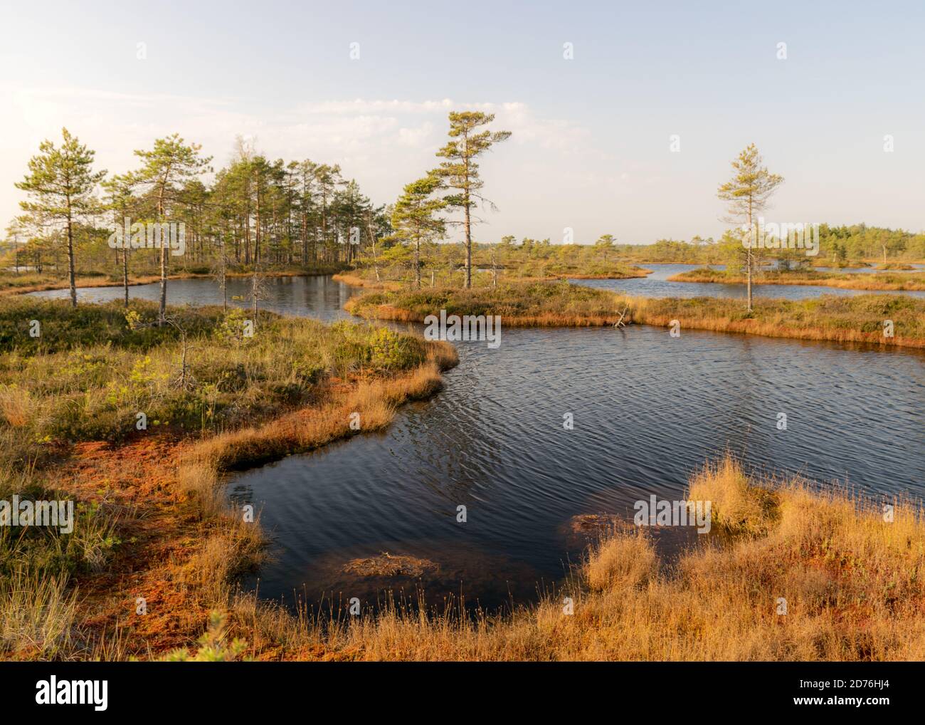 bog landscape, bog vegetation painted in autumn, small bog lakes ...