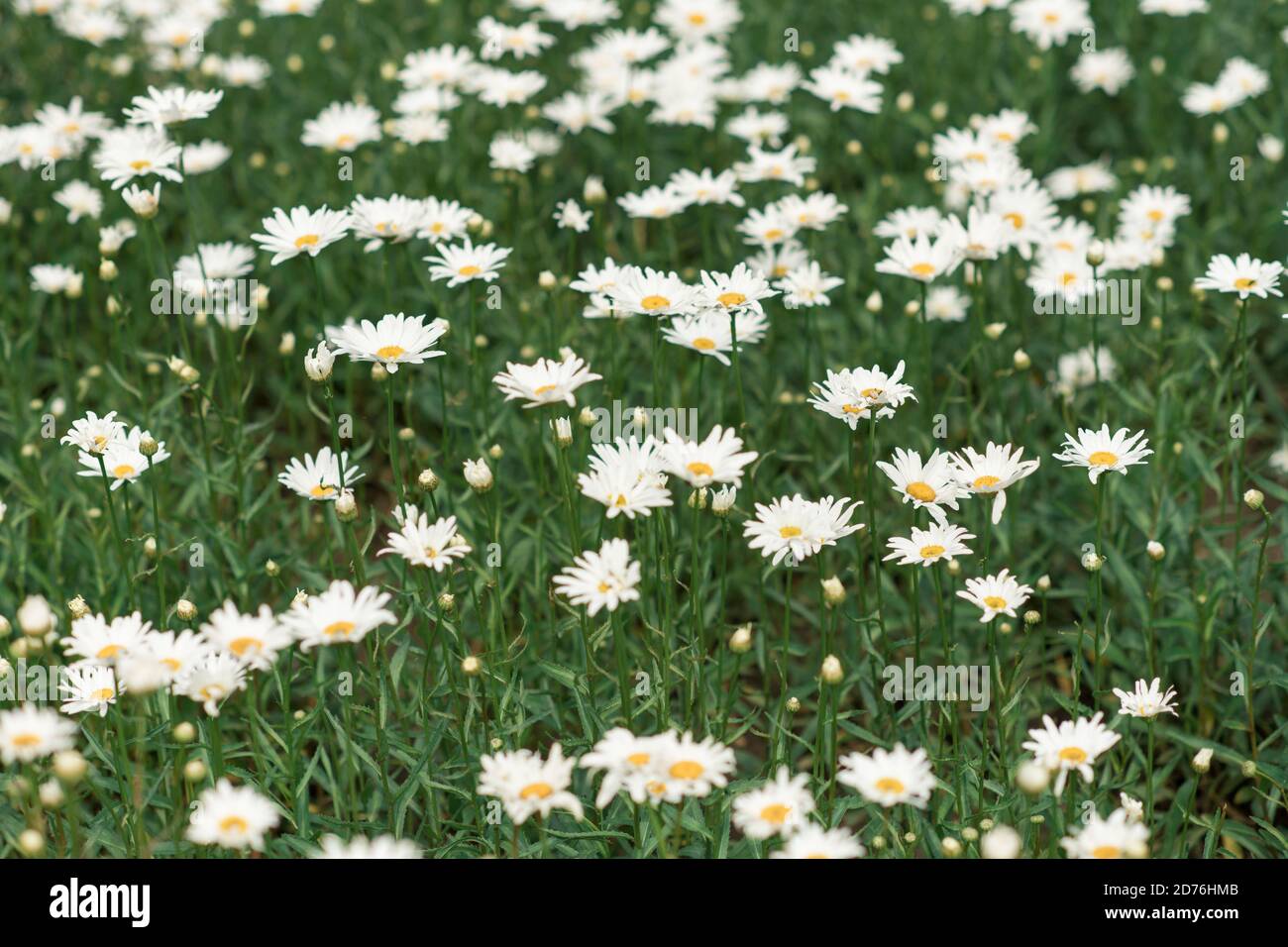 A beautiful daisies field in spring Background Stock Photo - Alamy