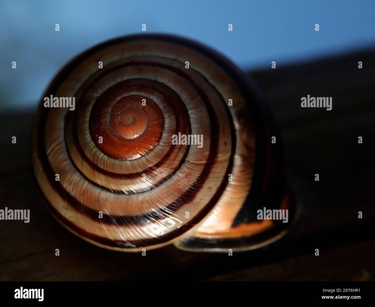 Snail forms hi-res stock photography and images - Alamy