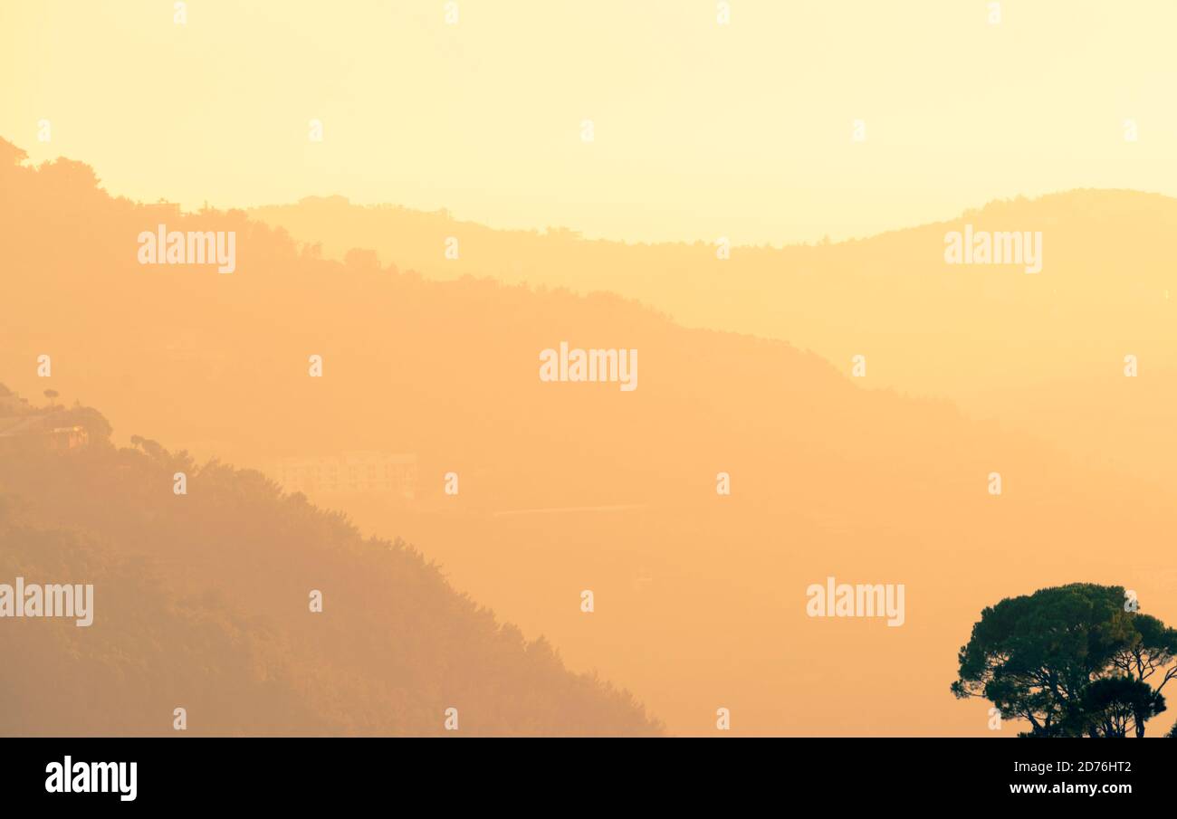 Beautiful Sunset, forest trees and grass. nature green wood backgrounds ...