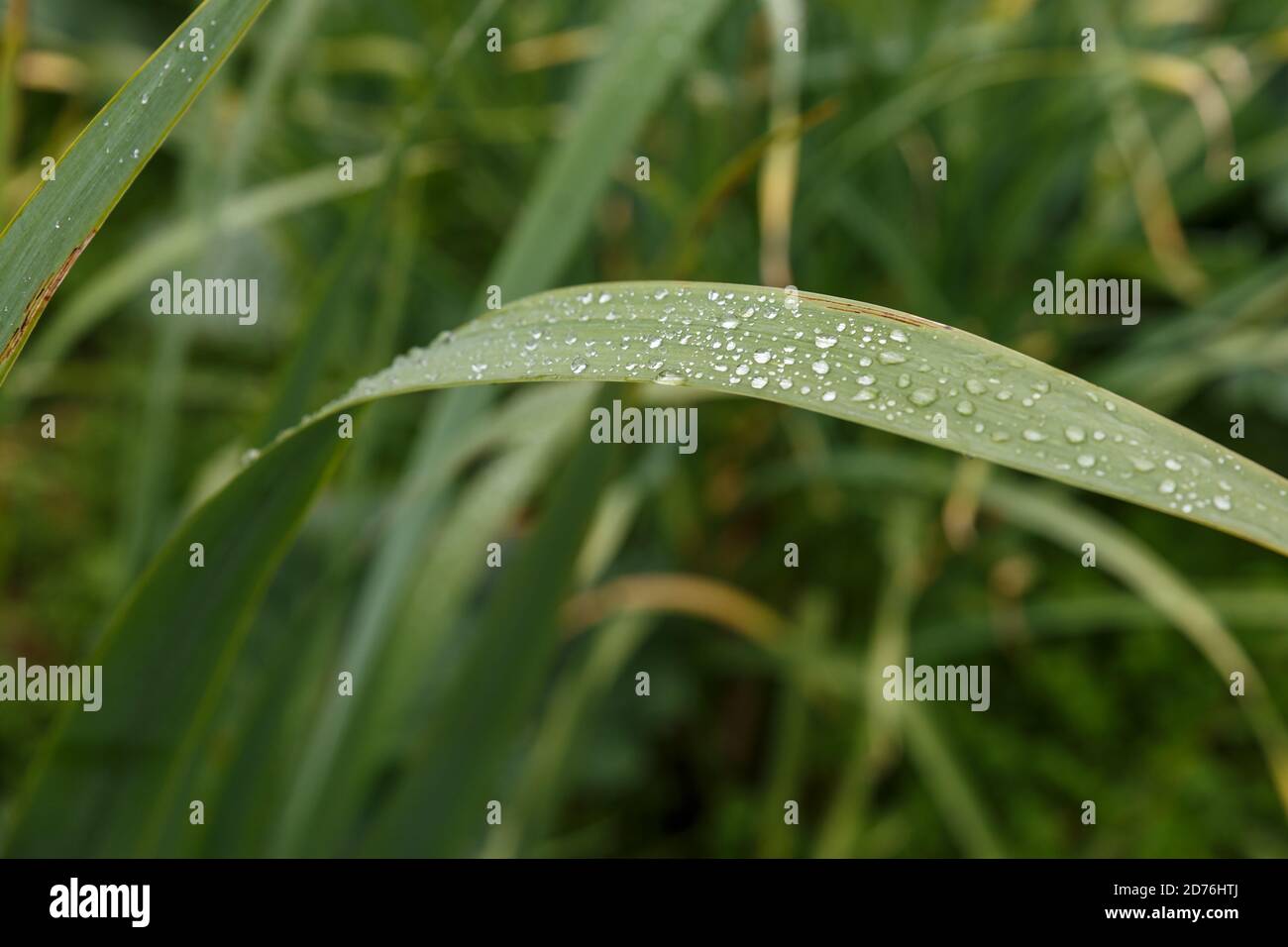Water drops on green grass after rain Stock Photo - Alamy